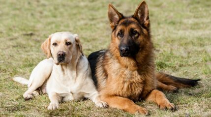 Australian Shepherd vs. Labrador Retriever: Breed Differences ...