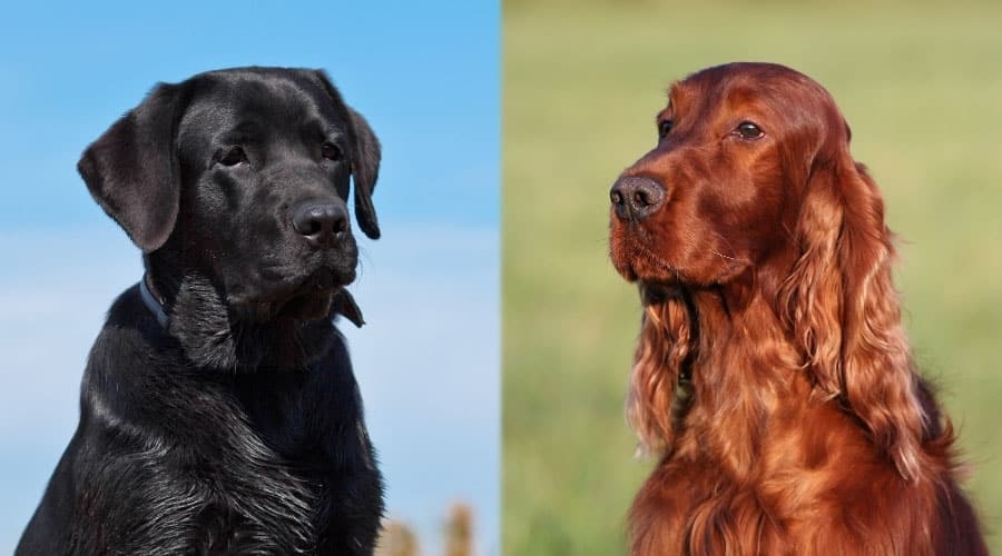 Labrador Retriever vs. Irish Setter: Breed Differences & Similarities ...