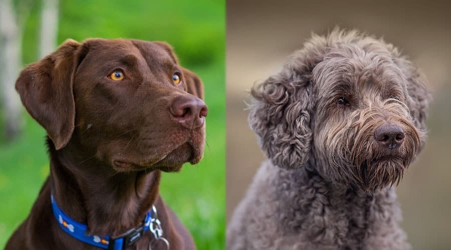 Labrador Retriever vs. Labradoodle: Breed Differences & Similarities ...