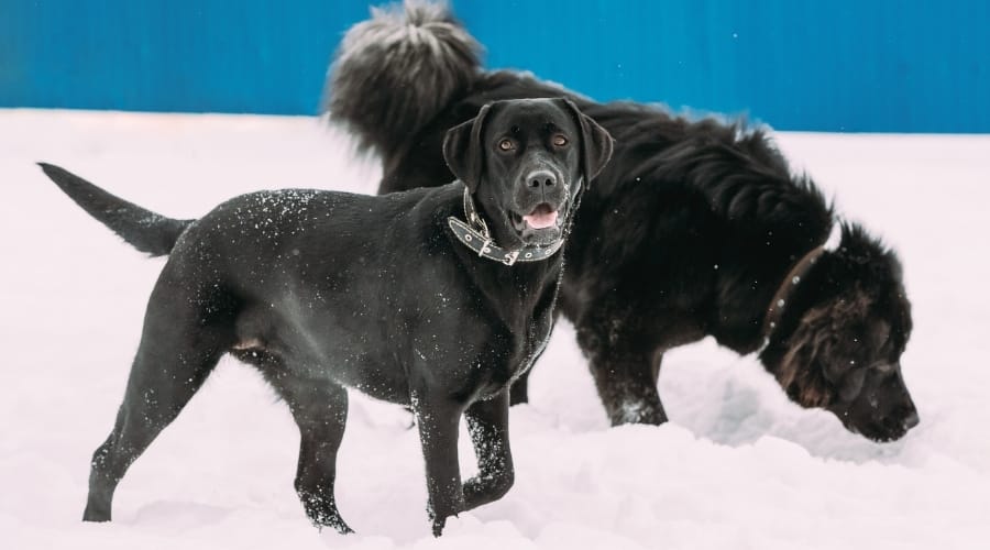 Newfoundland vs. Labrador Retriever: Breed Differences & Similarities ...