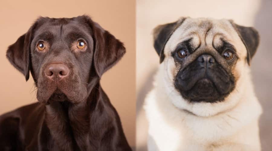 Labrador Retriever vs. Pug: Breed Differences & Similarities - Canine ...