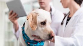 9 Shocking Labrador Retriever Health Issues Hiding Behind That Happy ...