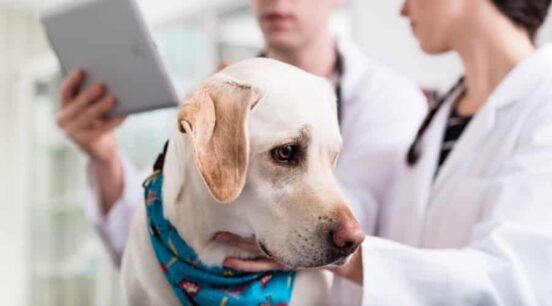 9 Shocking Labrador Retriever Health Issues Hiding Behind That Happy ...