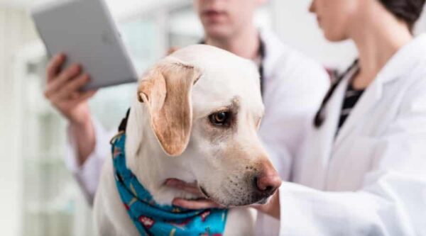 9 Shocking Labrador Retriever Health Issues Hiding Behind That Happy ...
