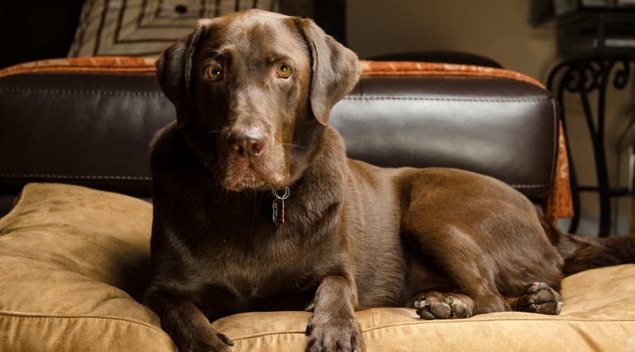 Best Dog Beds For Labrador Retrievers: Ratings & Reviews - Canine Journal