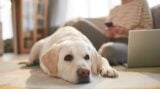 Labrador Retriever Lifespan: How Long Do Labradors Live? - Canine Journal