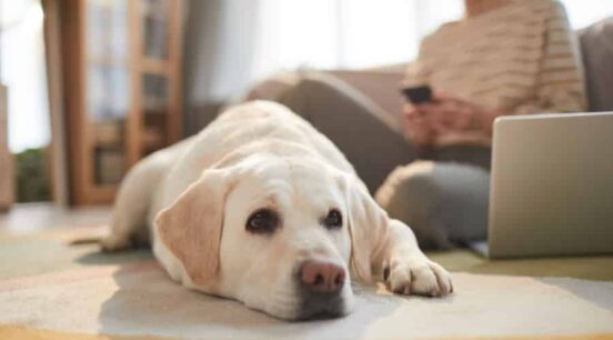 Labrador Retriever Lifespan: How Long Do Labradors Live? - Canine Journal Labrador Retriever Lifespan: How Long Do Labradors Live? - Canine Journal