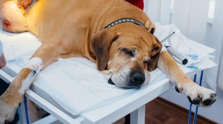 When To Put A Dog Down: 6 Gut-Wrenching Signs It's Time To Say Goodbye ...