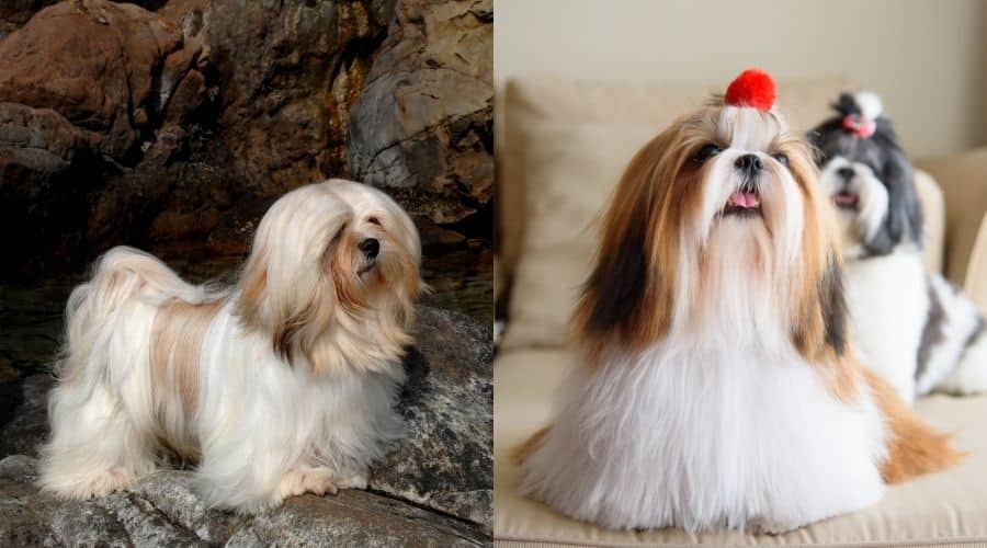 Lhasa Apso vs. Shih Tzu: Breed Differences & Similarities - Canine Journal