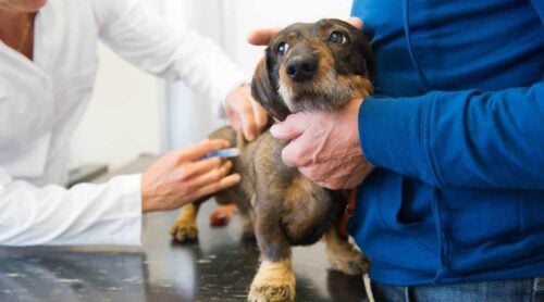 Most Dachshund Health Problems Start Quietly. These 9 Matter Most