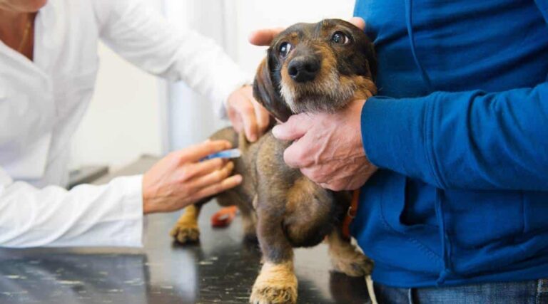 Most Dachshund Health Problems Start Quietly. These 9 Matter Most