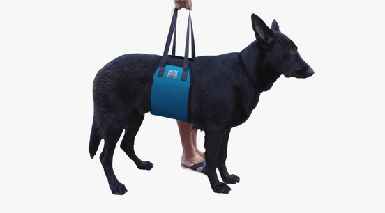 Best Dog Lift Harnesses For Handicapped, Injured, Or Weak Back Legs ...