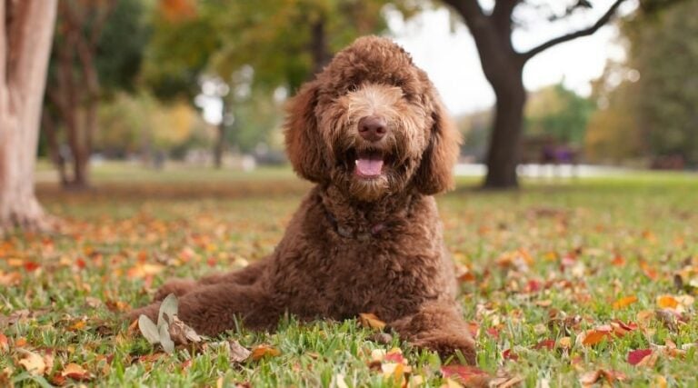 Do Labradoodles Shed? Way More Than You Think - Canine Journal