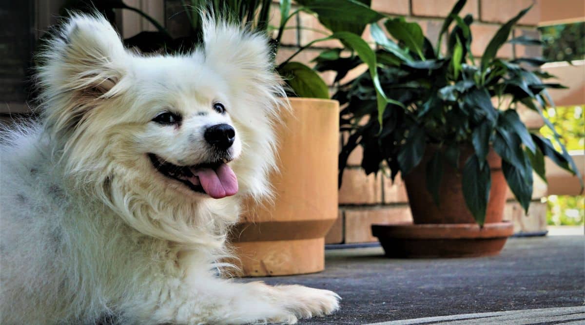 Maltese Pomeranian Mix: Maltipom Facts, Traits & More - Canine Journal