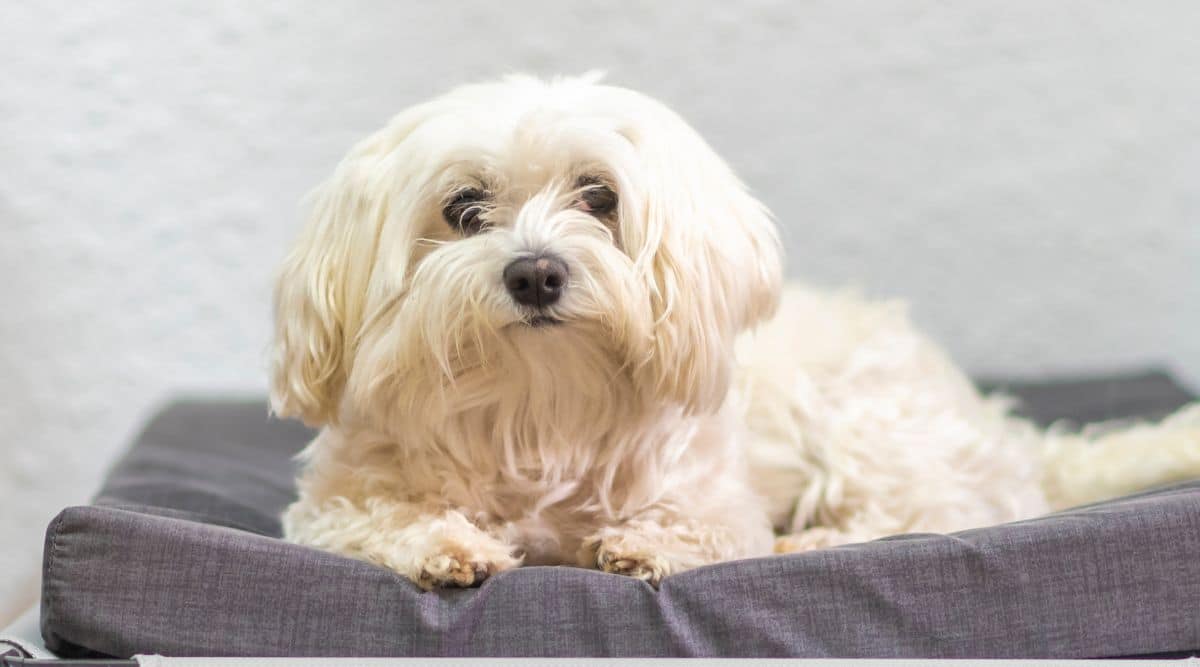 Maltese Pomeranian Mix: Maltipom Facts, Traits & More | Canine Journal