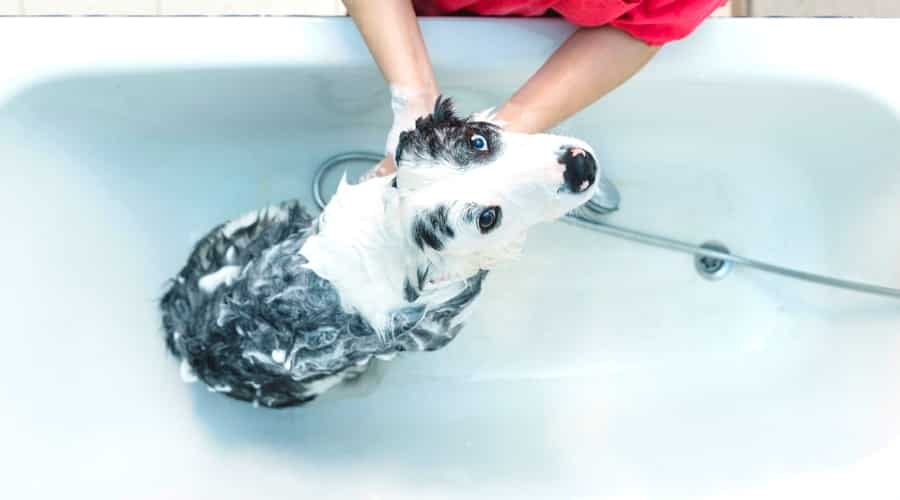 Do Border Collies Shed? Yes, But Here's How To Manage It - Canine Journal