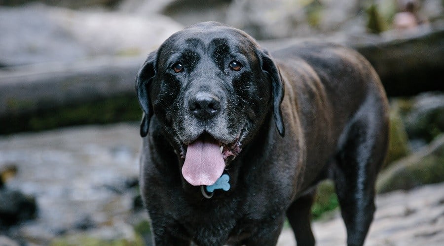 Mastiff Lab Mix: Mastador Breed Information, Puppies, Prices & More ...