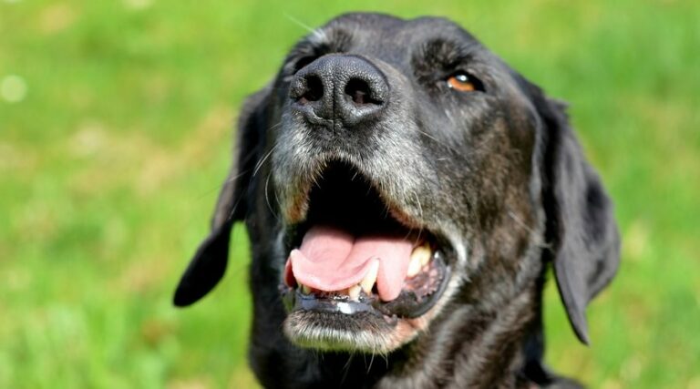 Mastiff Lab Mix: Mastador Breed Information, Puppies, Prices & More ...