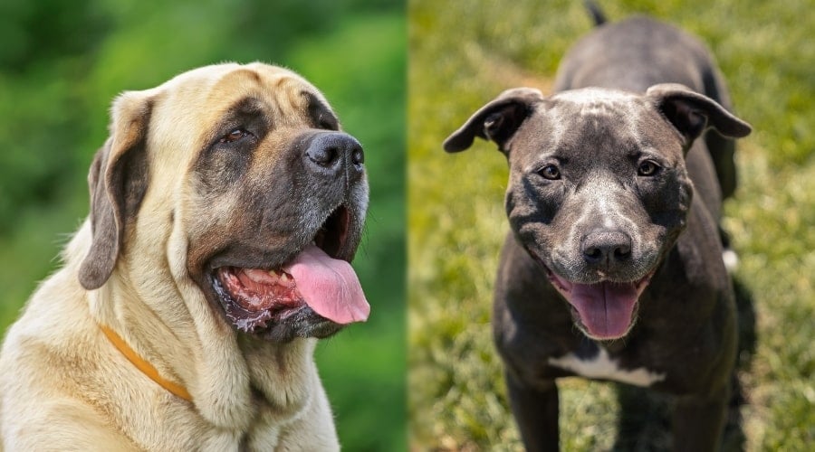 English Mastiff vs. Pitbull: Breed Differences & Similarities - Canine ...