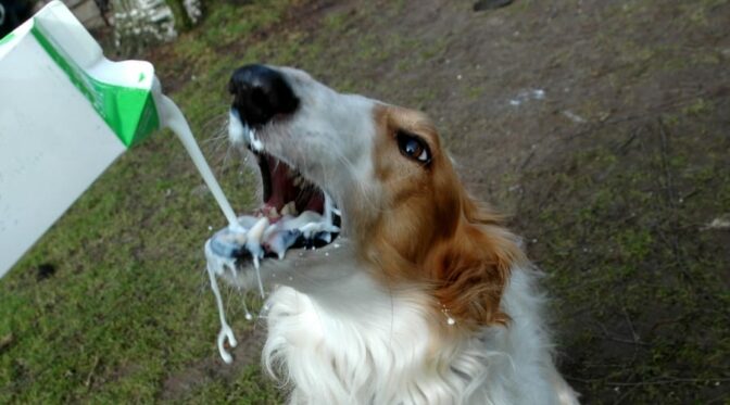 Can Dogs Drink Milk? You're Not Going To Believe What The Experts Say ...