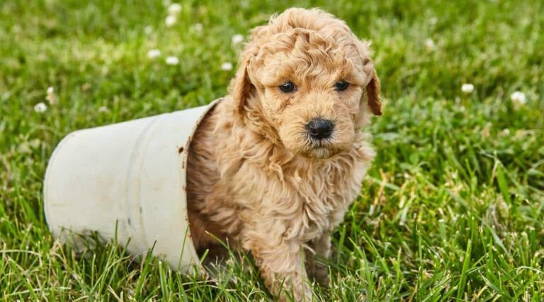 20 Teddy Bear Dog Breeds That Look Like Stuffed Animals, But They're ...