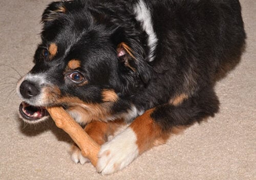 Slab Fractures In Dogs: What Are They And What Should You Do? - Canine ...