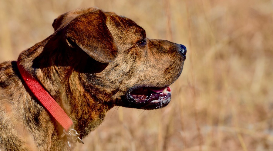 Mountain Cur Dog Breed Information: Facts, Traits & More - Canine Journal