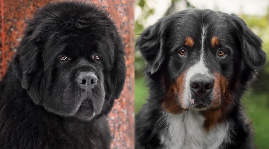 Newfoundland vs. Bernese Mountain Dog: Breed Differences & Similarities ... Newfoundland vs. Bernese Mountain Dog: Breed Differences & Similarities ...