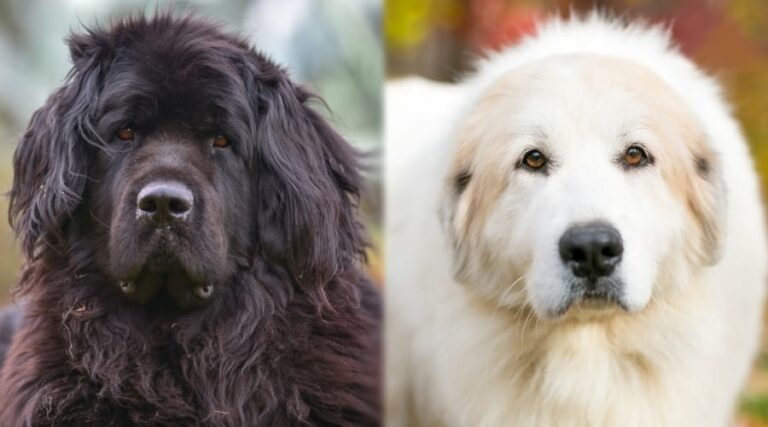 Newfoundland vs. Saint Bernard: Breed Differences & Similarities ...