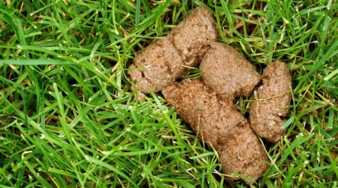 Dog Poop Colors Decoded: A Crap-Tastic Guide to Canine Health - Canine ...