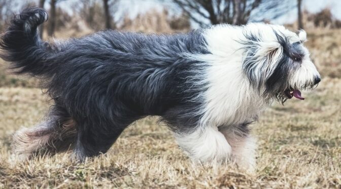 Beagle Husky Mix: Beaski Breed Information, Traits, Facts & More ...