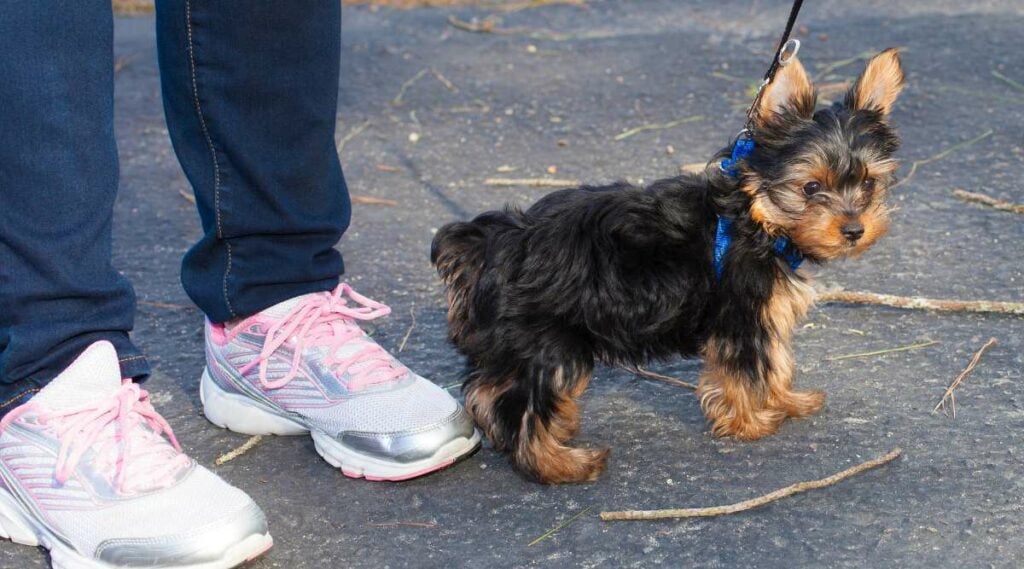 Yorkie Lifespan: How Long Do Yorkies Live? - Canine Journal