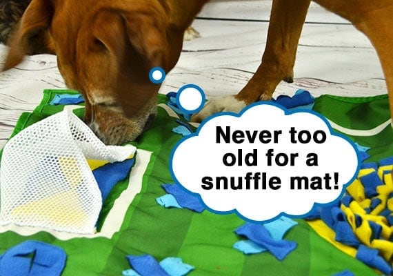 The 2 Best Snuffle Mats For Dogs (7 Tested & Reviewed!) | Canine Journal