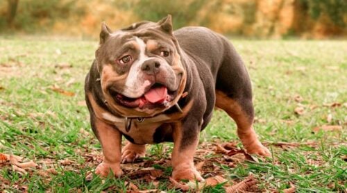 How Much Should My Dog Weigh? Healthy Dog Weight Chart by Breed