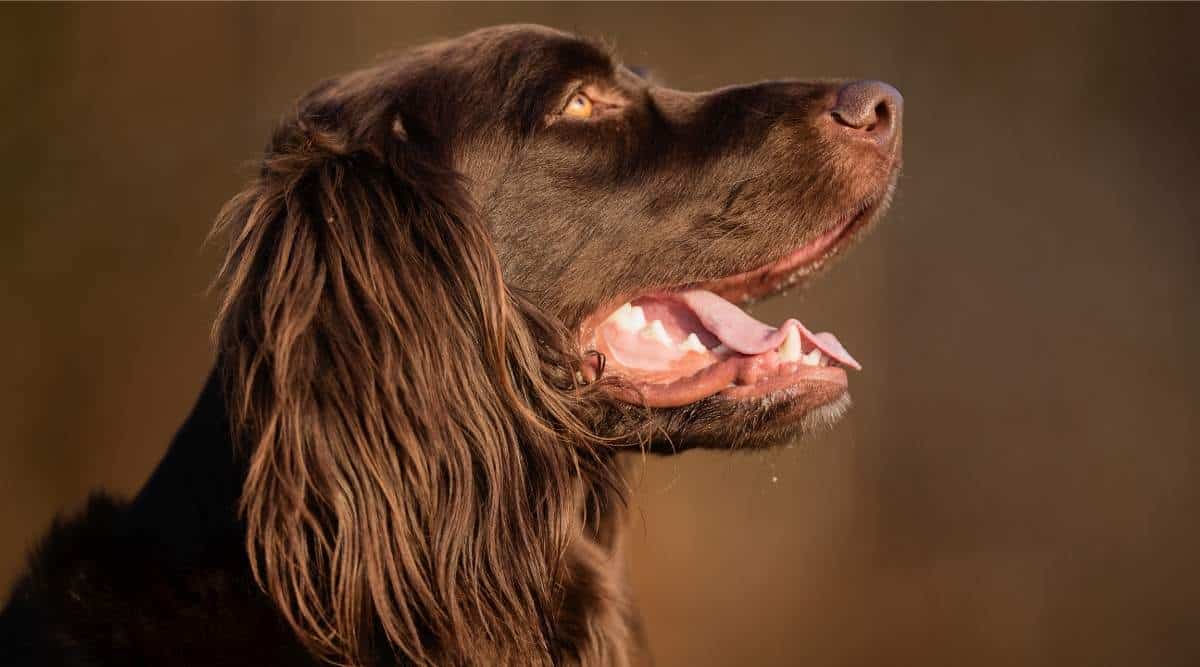 German Wirehaired Pointer: Breed Characteristics, Temperament & More ...