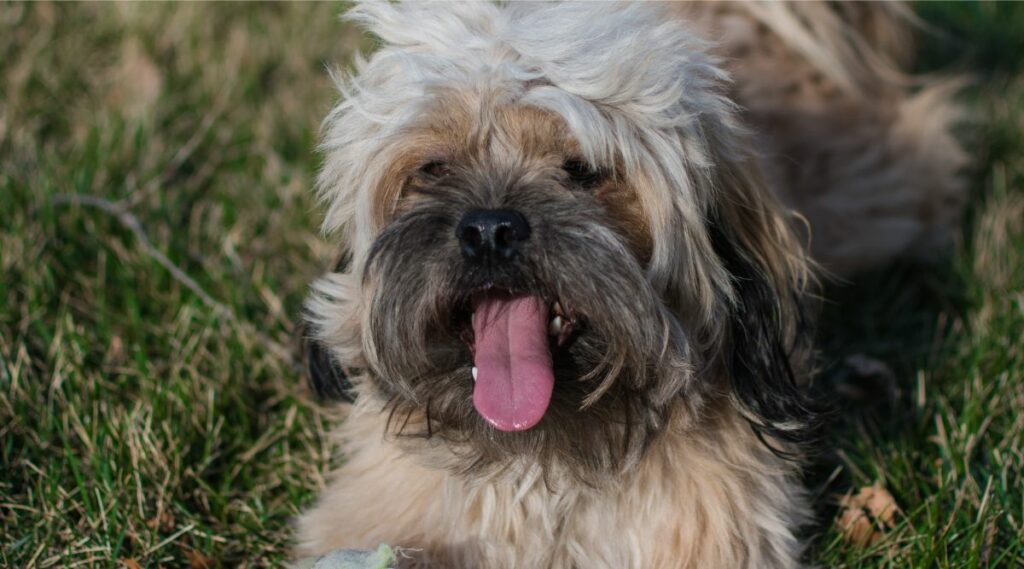 Peekapoo: Pekingese Poodle Mix Traits, Facts & More - Canine Journal
