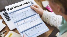 Best Pet Insurance For Pugs - Canine Journal