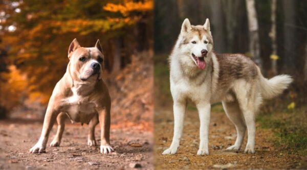 Siberian Husky vs Wolf: Can You Spot the Difference in 5 Seconds?