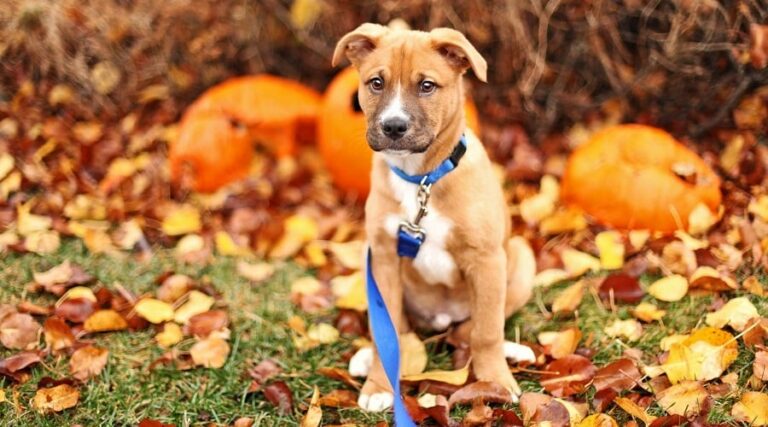 28 Maltese Mixes You Have To See To Believe - Canine Journal