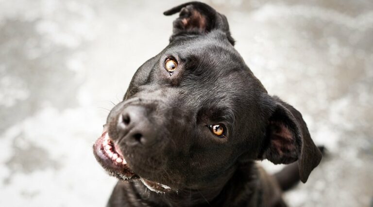 Cane Corso Labrador Retriever Mix: Labrador Corso Breed Information ...