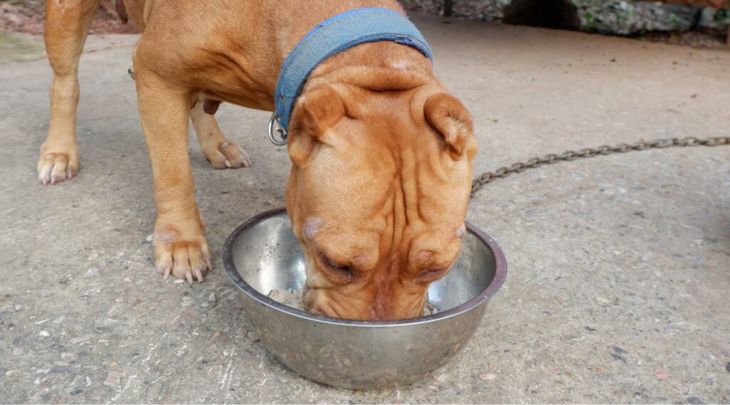 Pitbull Growth Chart: Male And Female Weight & Height | Canine Journal