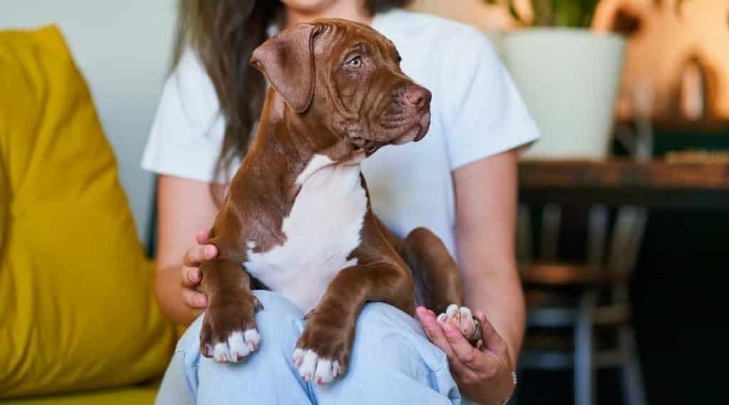 Pitbull Growth Chart: Male And Female Weight & Height - Canine Journal