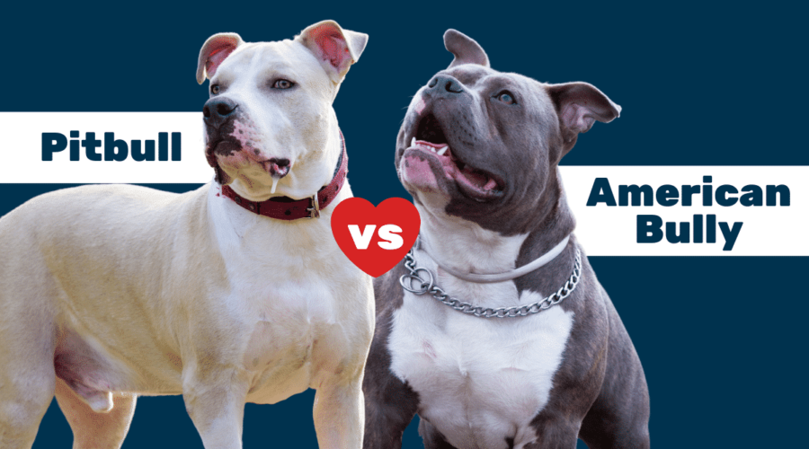 American vs English Bulldog: Similarities & Differences - Canine Journal
