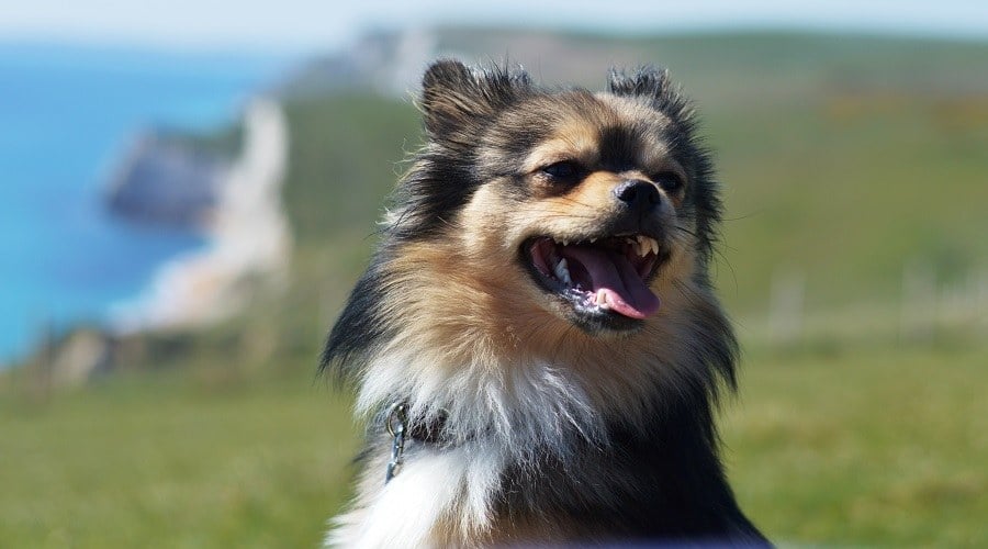 Pomchi Dog Breed Information: Facts, Traits, Pictures, & More - Canine ...