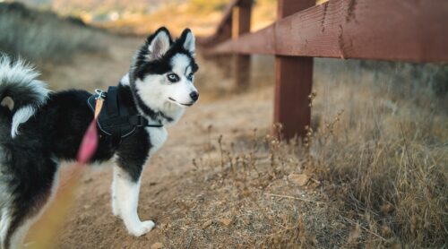 Maltese Mixes: 28 Totally Adorable Maltese Crossbreeds - Canine Journal