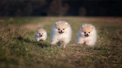 Pomchi Dog Breed Information: Facts, Traits, Pictures, & More | Canine ...