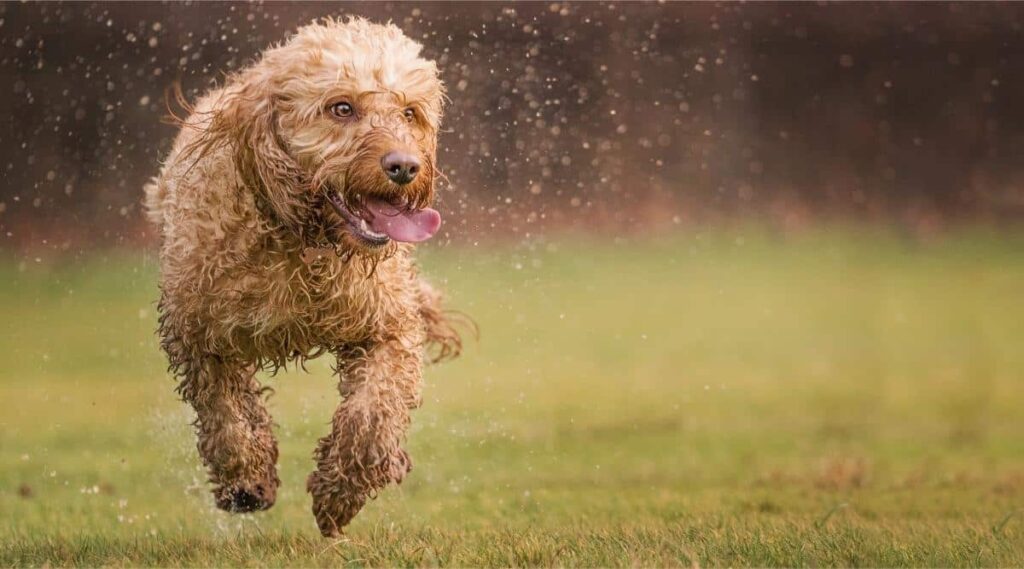 Mini Labradoodle: The Miniature Poodle Labrador Retriever Mix | Canine ...