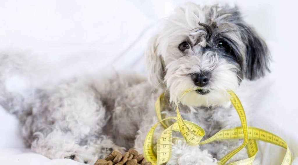 Standard Poodle Growth Chart: Male And Female Weight & Height - Canine ...