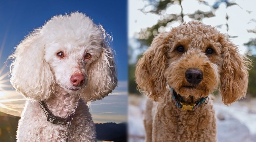 Cockapoo Dog Breed Information: Facts, Traits, Pictures & More | Canine ...