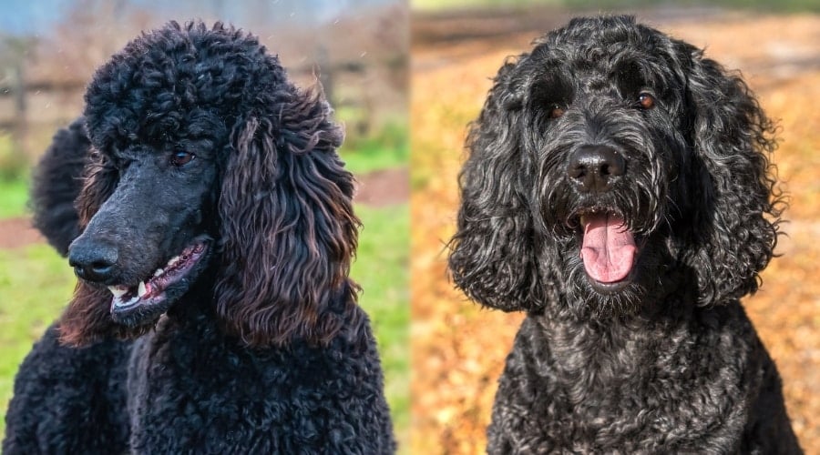 Poodle vs. Labradoodle: Breed Differences and Similarities - Canine Journal
